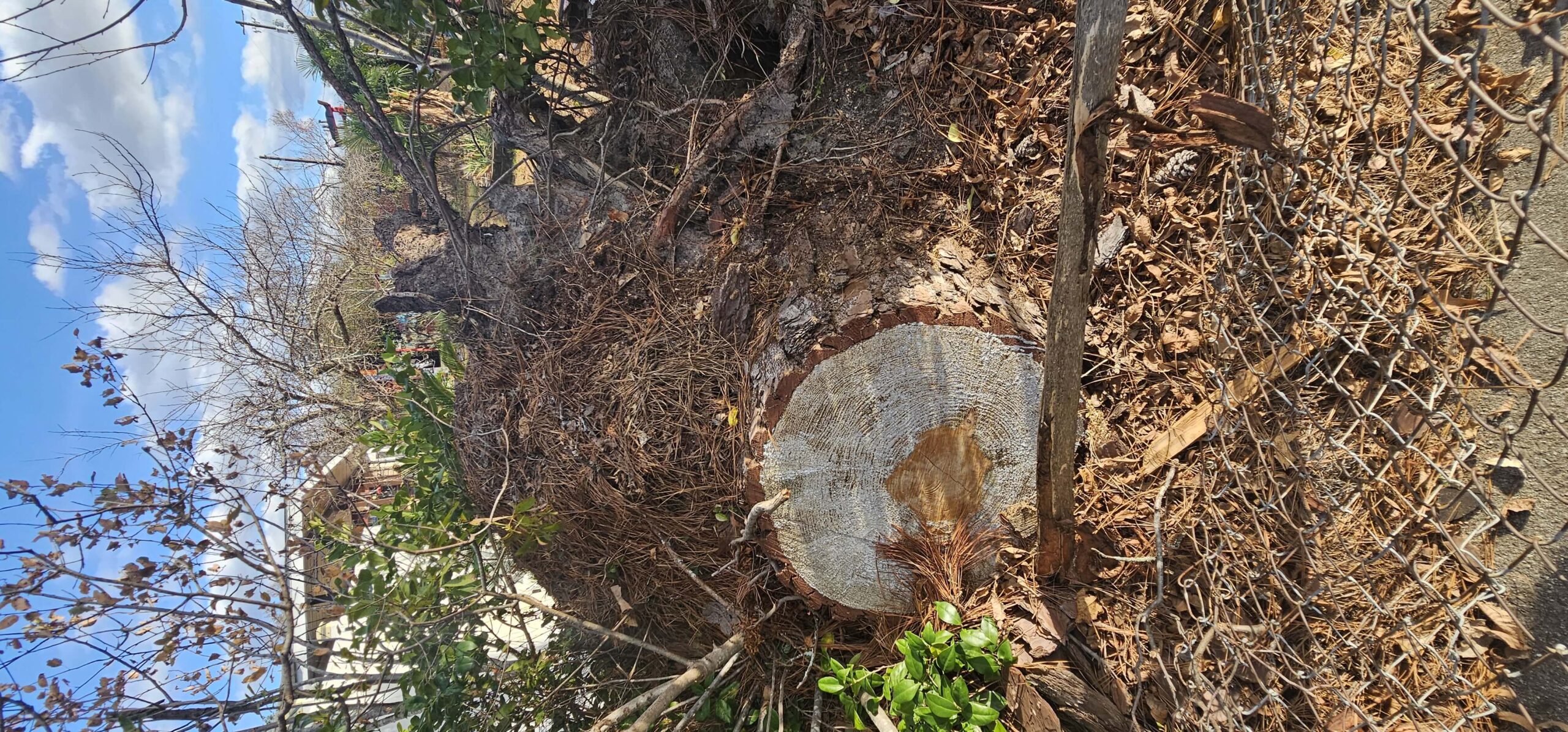 Tree Removal Augusta GA | 24/7 Emergency Tree Services